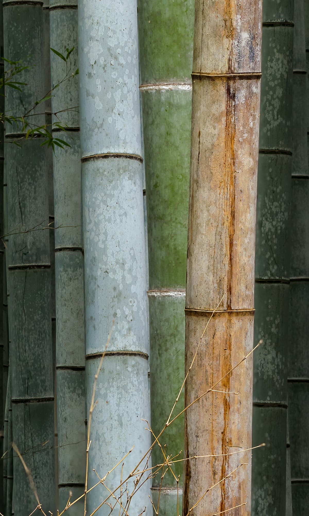 High Bamboo