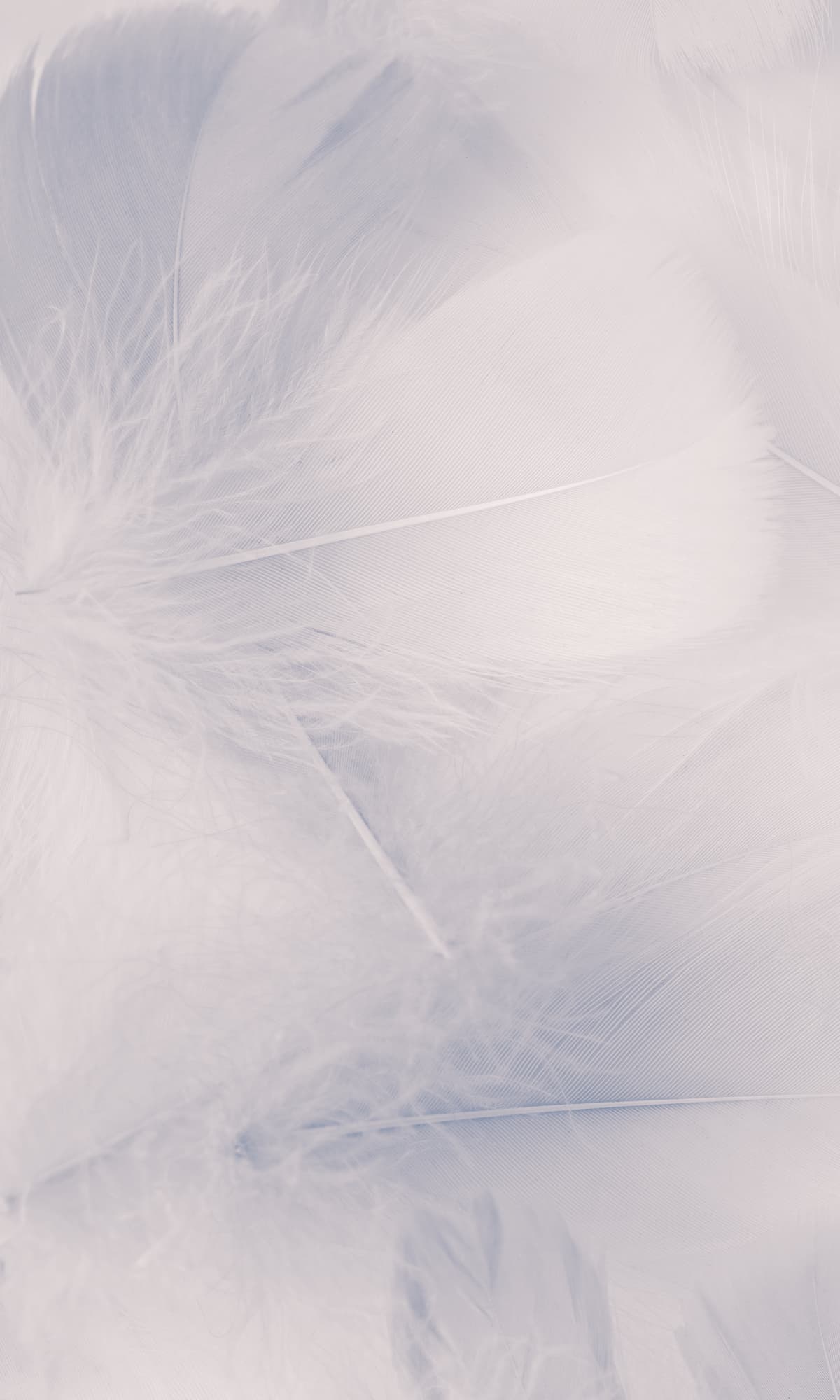 White Feather Iphone Wallpaper