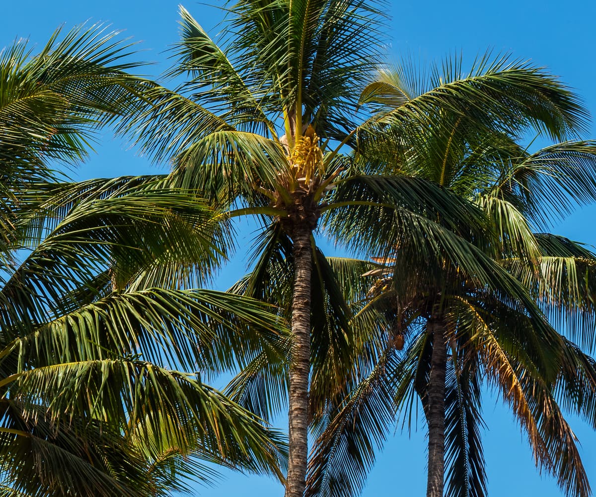 Ultra High Resolution Gigapixel Panorama Photos - VAST