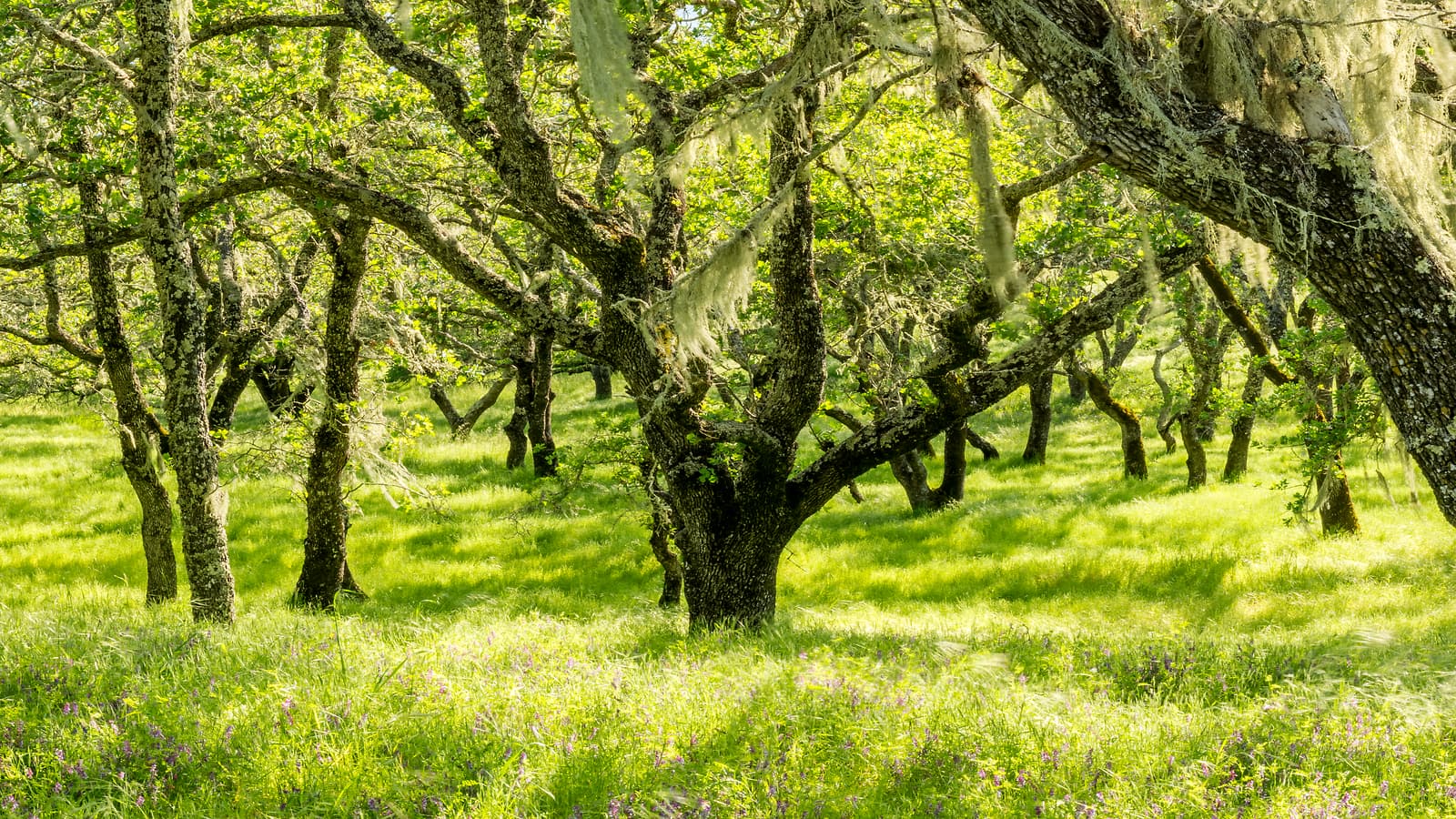 Napa Valley Landscape Photos: High Resolution Fine Art Prints - VAST
