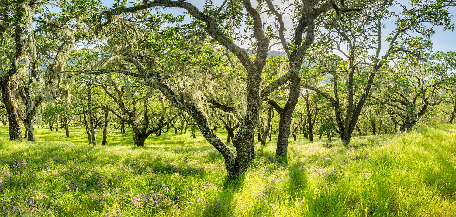 Napa Valley Landscape Photos: High Resolution Fine Art Prints - VAST