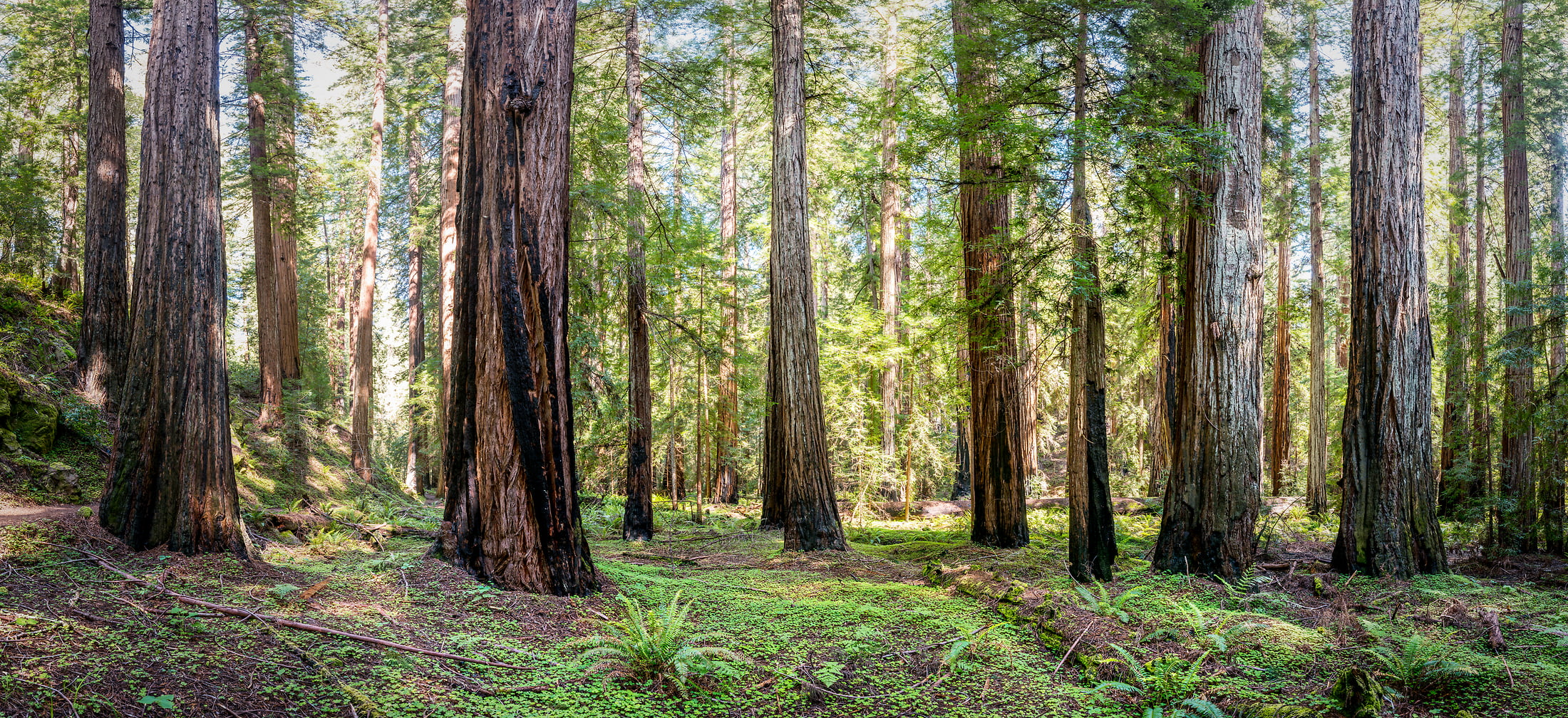 Giant Redwood Photos: Large Format Prints - VAST