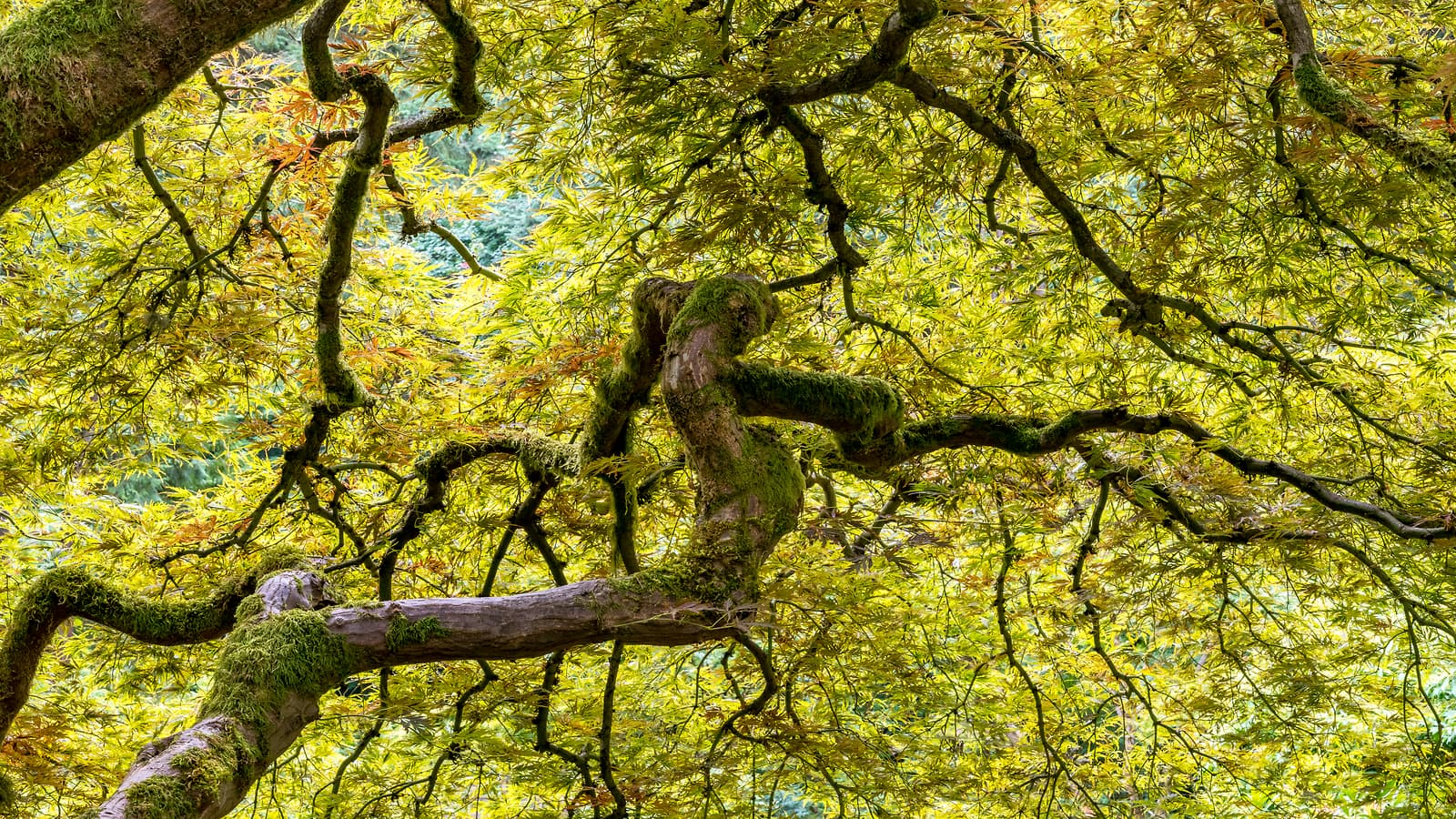 High Resolution Tree Photos & Prints - VAST