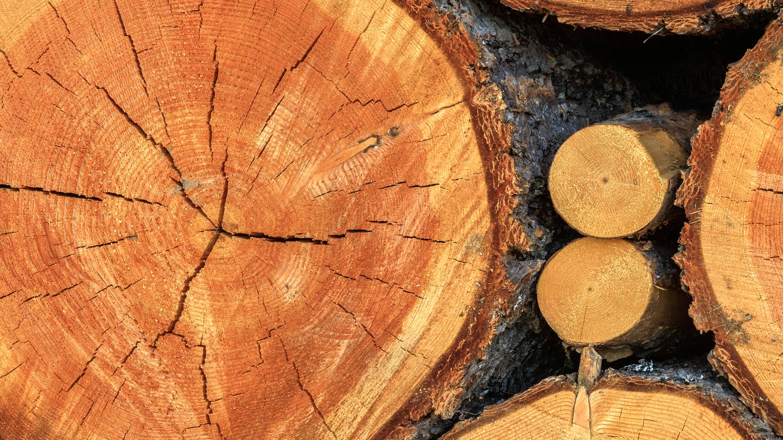 Photo of Wood Pile - High Resolution Photos by VAST