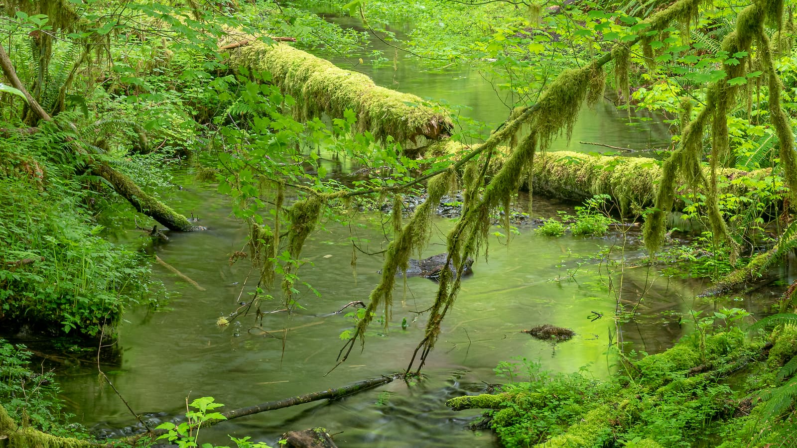High resolution rainforest photos - VAST