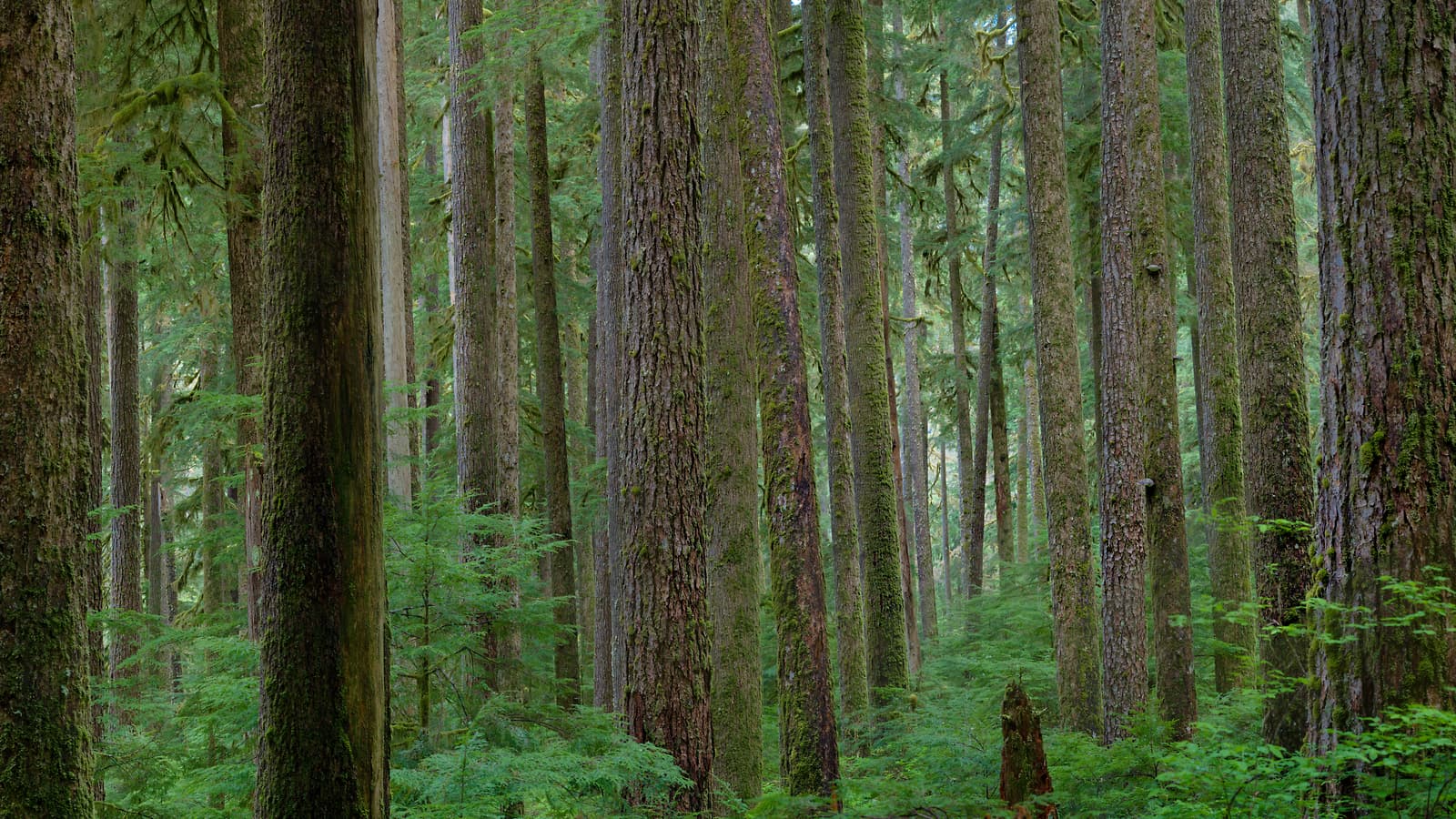 Pacific Northwest forest photos - VAST