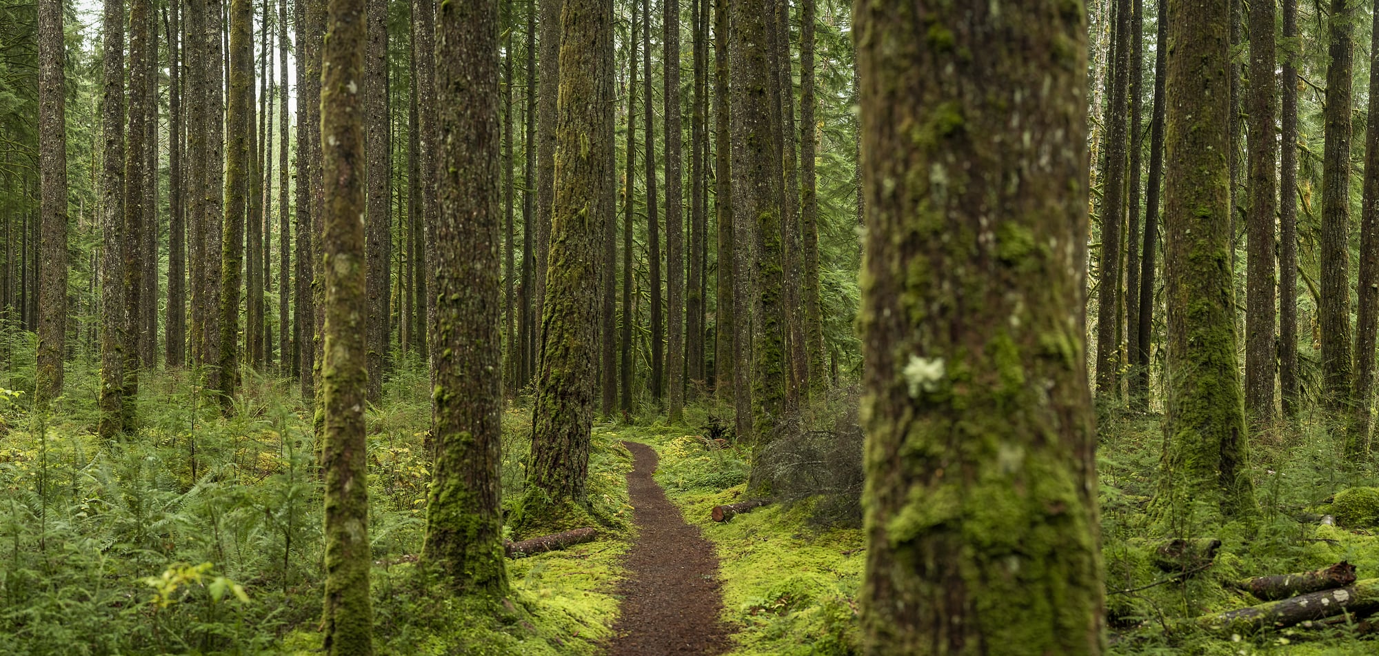 Photo of pathway in forest - VAST