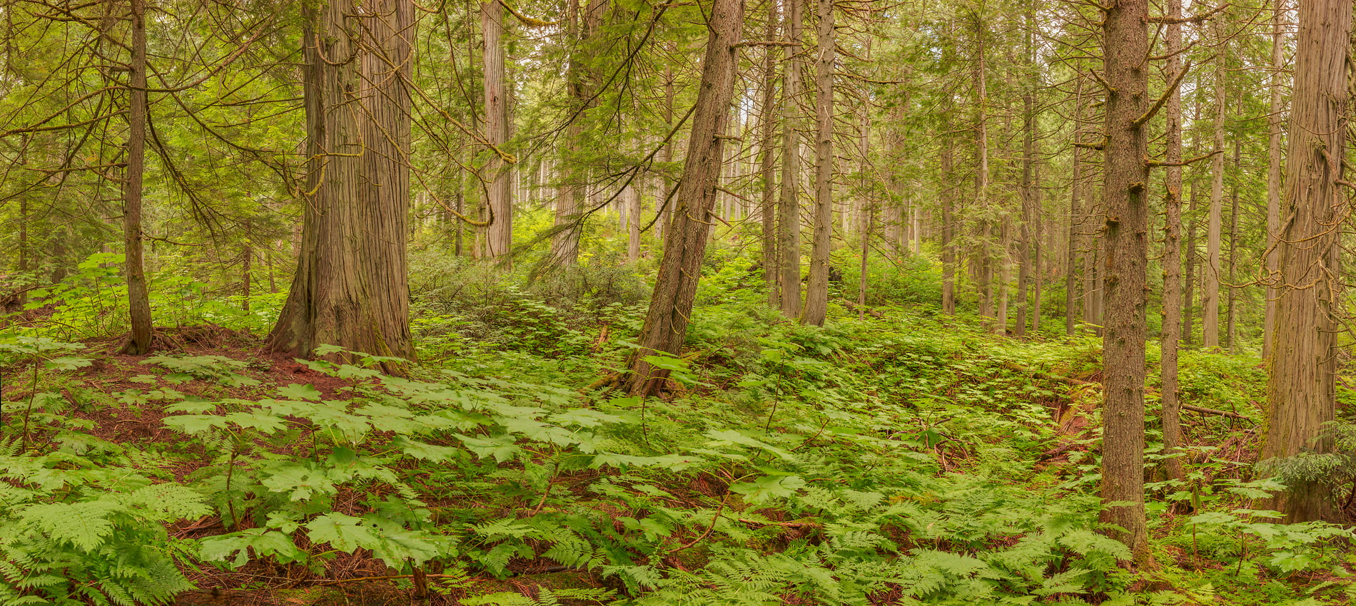 High resolution natural forest scenes - VAST photos