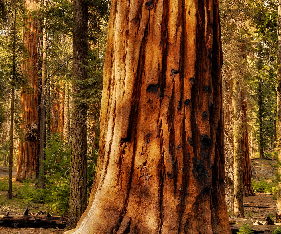 Artistic forest photos - VAST