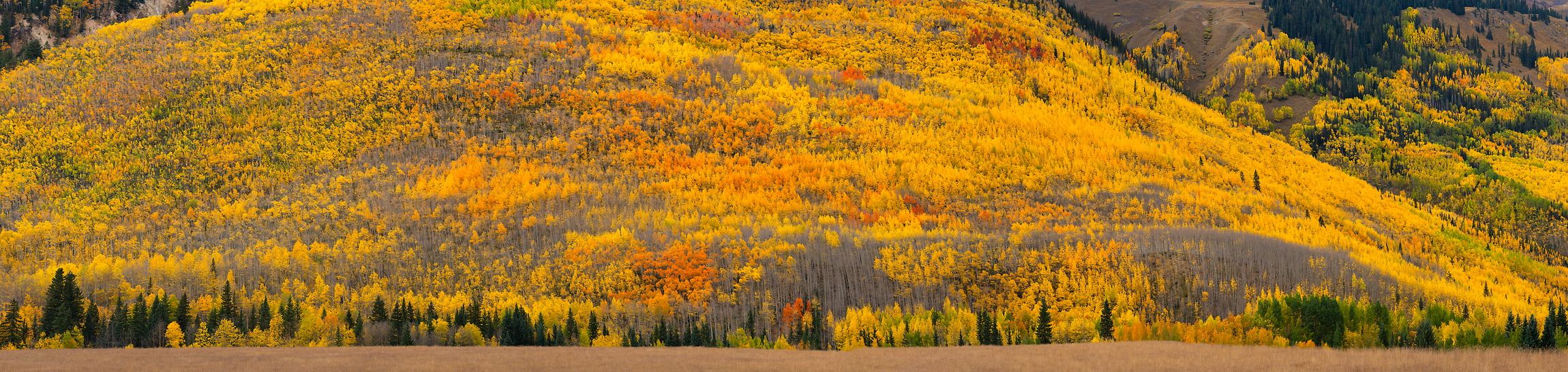 Aspen tree landscape photos - VAST