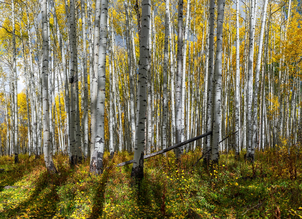 Aspen thicket photos - VAST