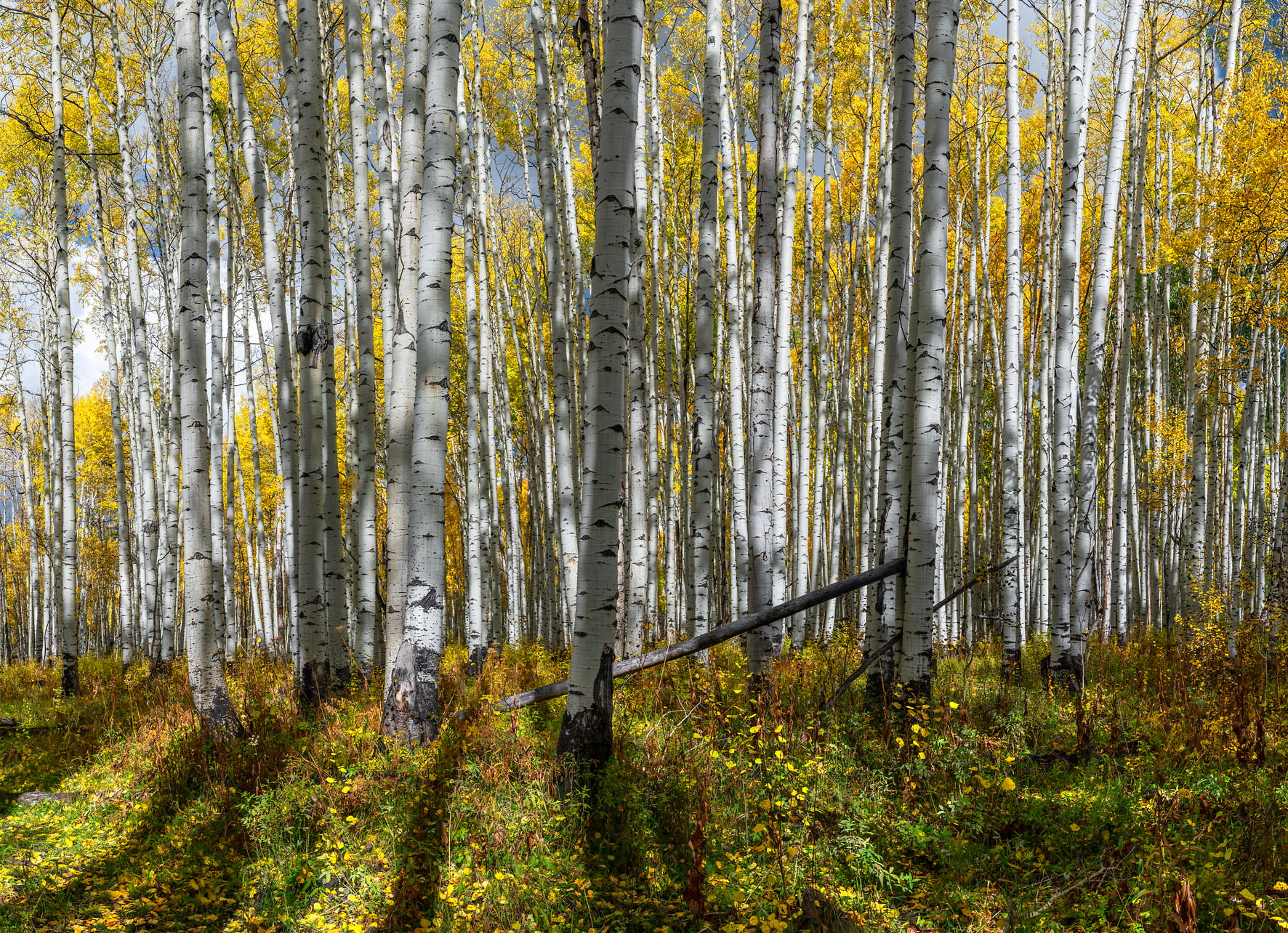 Aspen thicket photos - VAST
