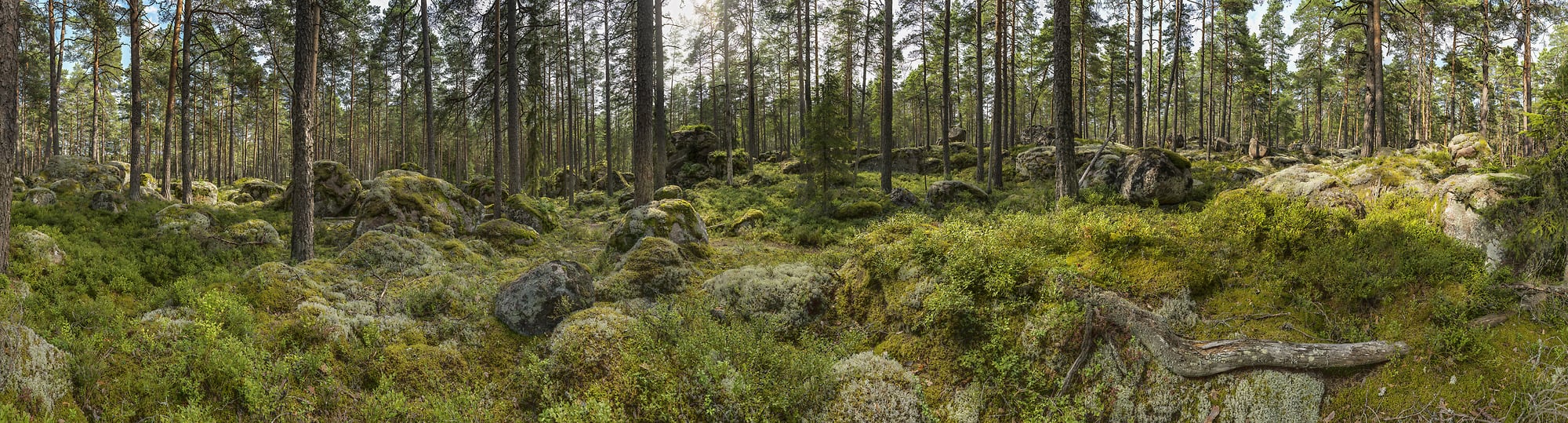 Ultra high resolution forest photos - VAST