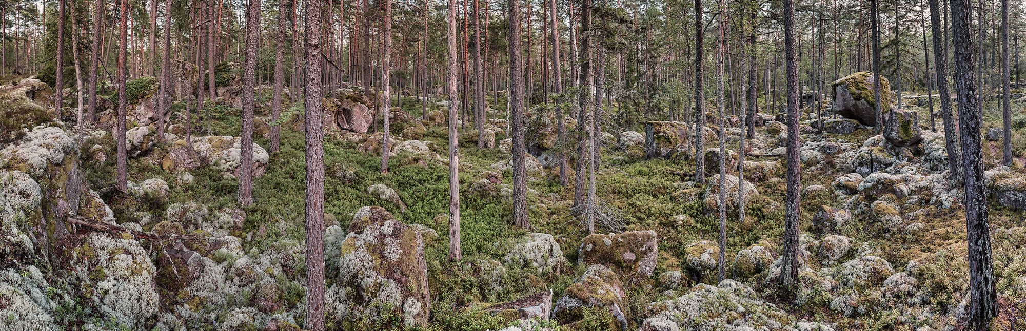 Forest wallpaper photos - VAST