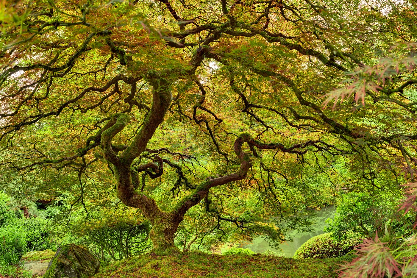 Photo of a Japanese garden maple tree - VAST