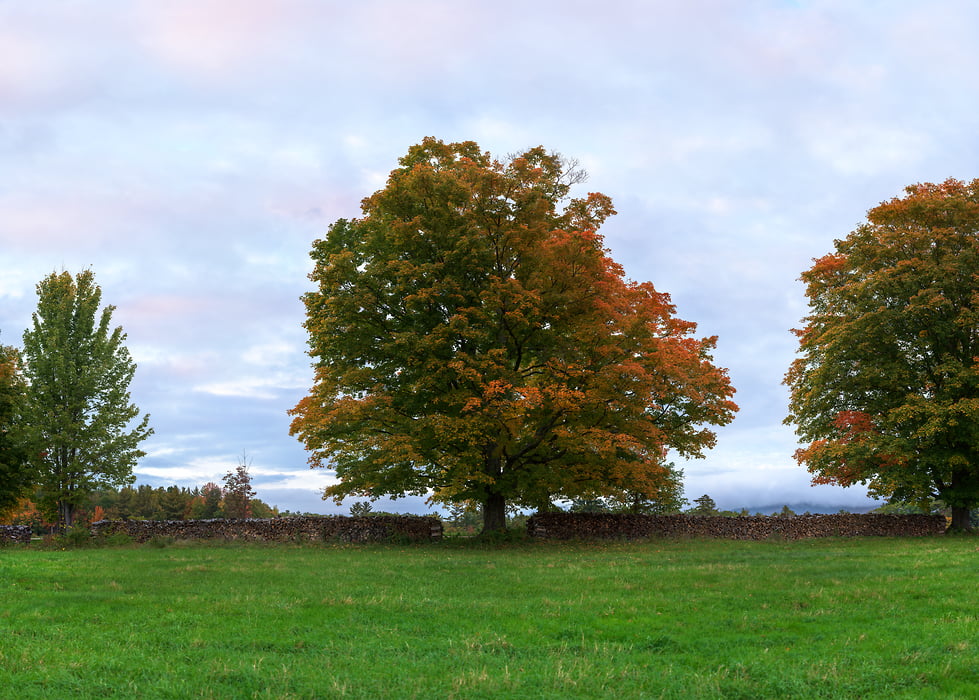 Ultra-high-resolution photos of maple trees - VAST