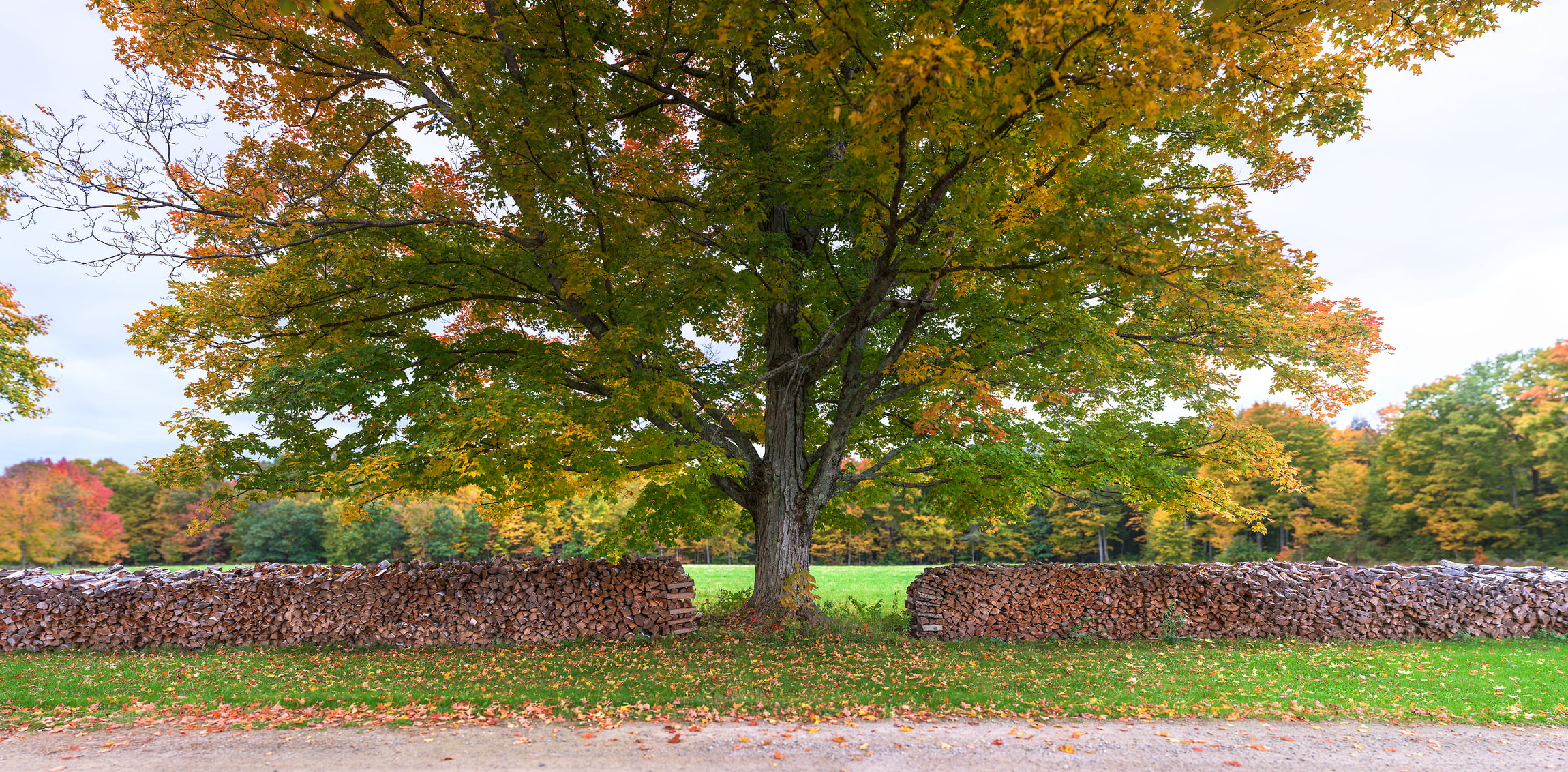 New England trees - Ultra-high-resolution wallpapers by VAST