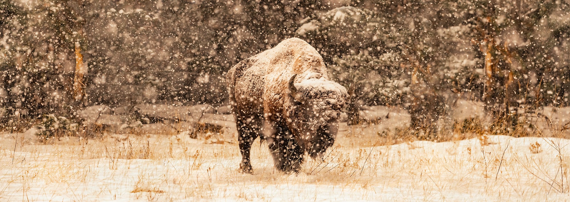High resolution photos of bison - VAST