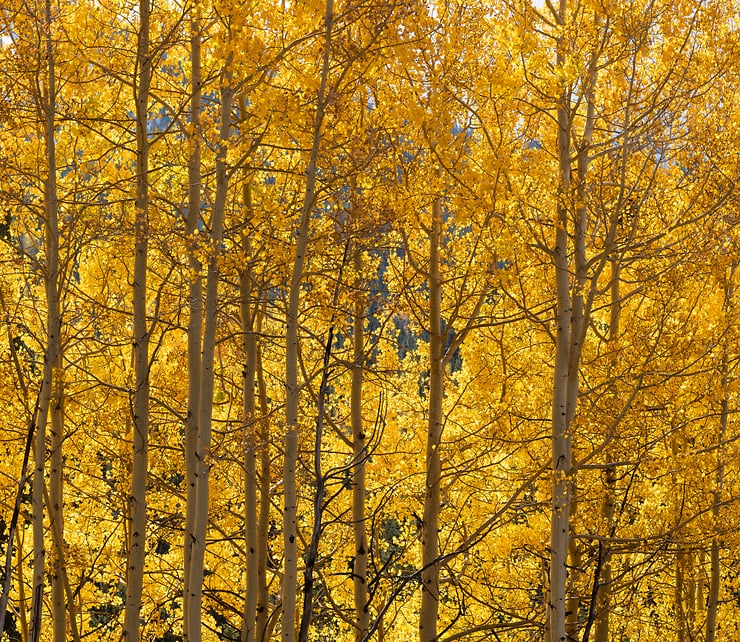 "Golden Aspen" - Ultra high resolution VAST photo