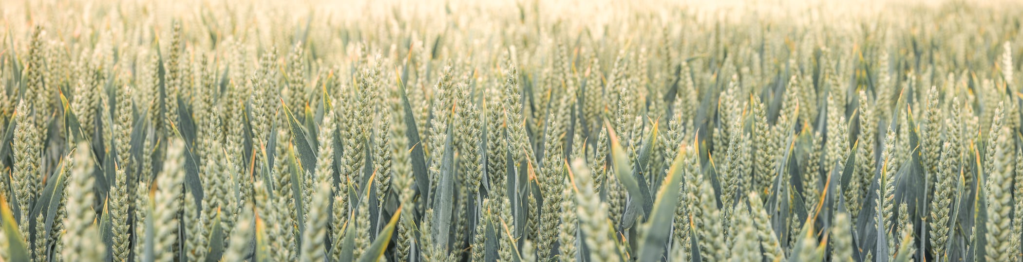 Ultra-high-resolution photos of wheat fields: VAST