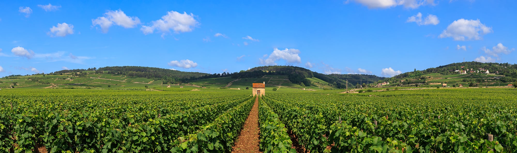 Landscape photo of a French vineyard: Fine art print by VAST
