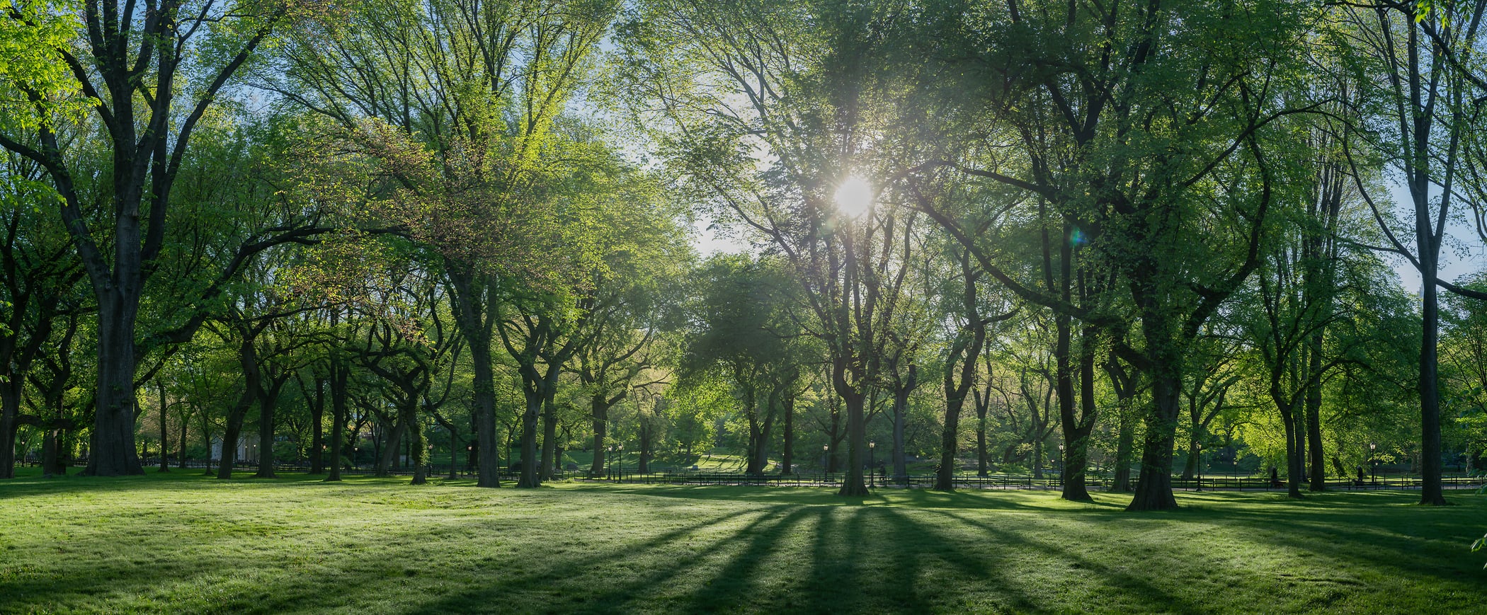 Central Park forest photos - VAST