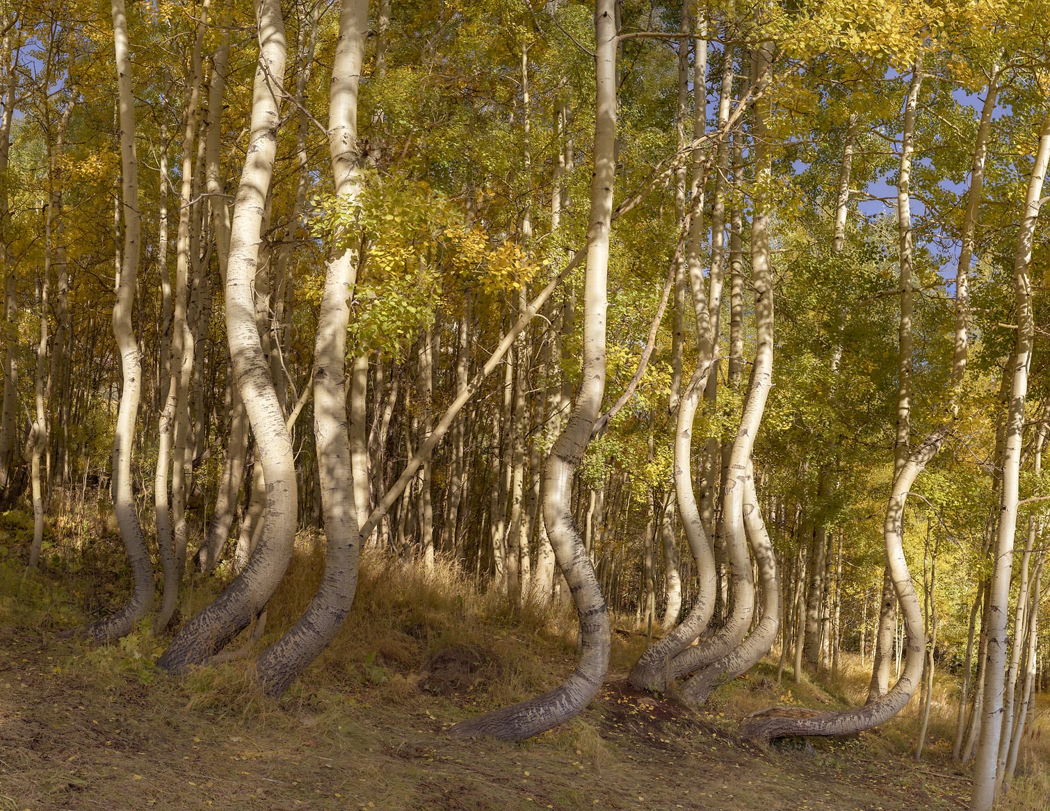 Photo of the Dancing Aspens - VAST