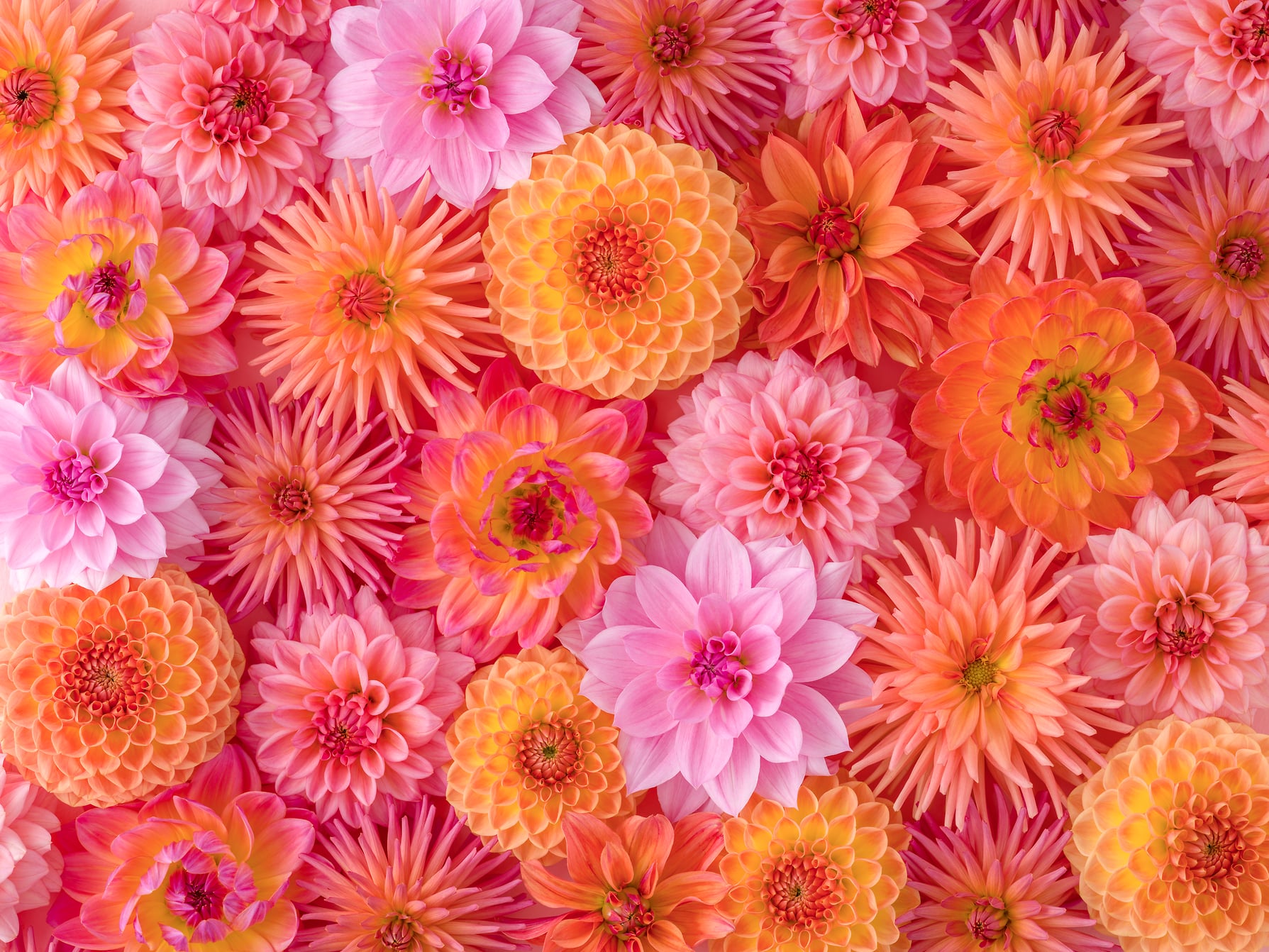 Ultra-high-resolution flower wallpaper photos - VAST
