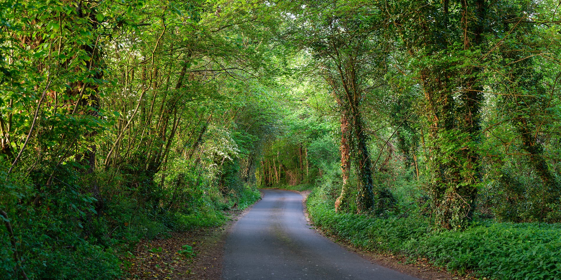 Road through Forest: Ultra-high-resolution photo by VAST