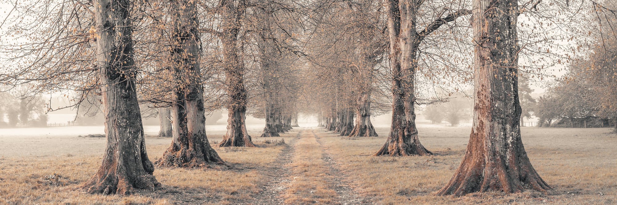 Beautiful photos of roads between rows of trees - VAST