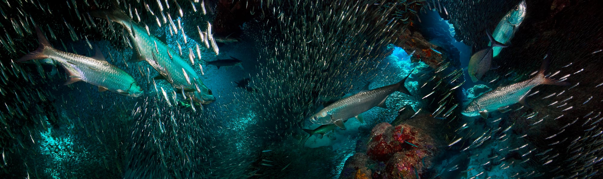 Schools of fish - Fine art photographs and prints by VAST