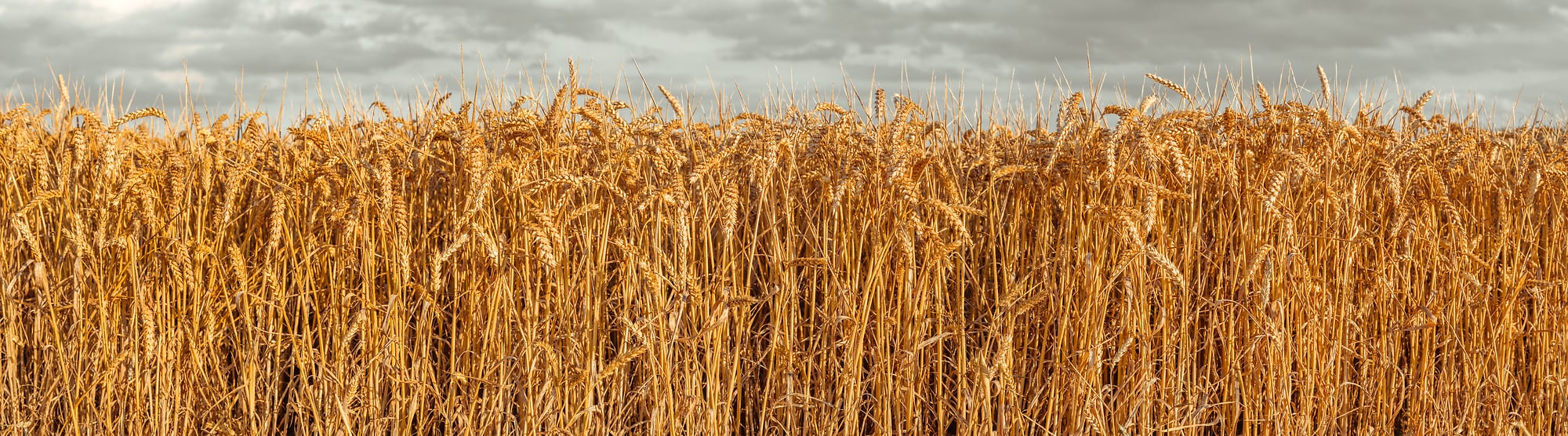 Ultra-high-resolution wheat field panorama photos - VAST