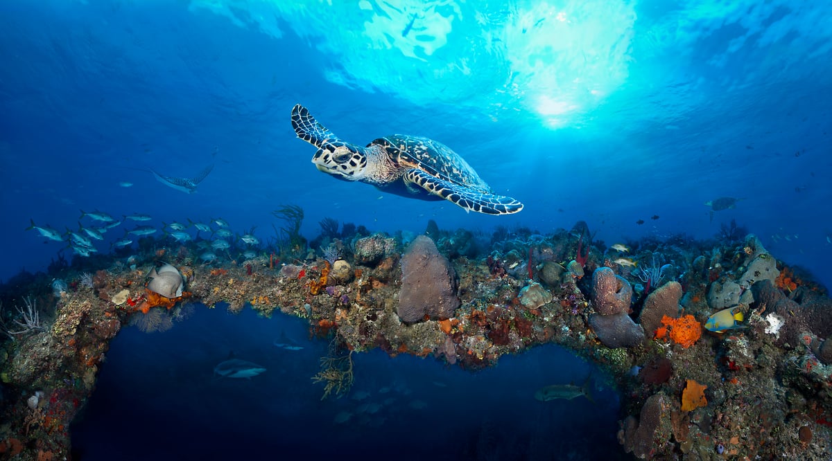Ultra-high-resolution underwater fine art photos - VAST