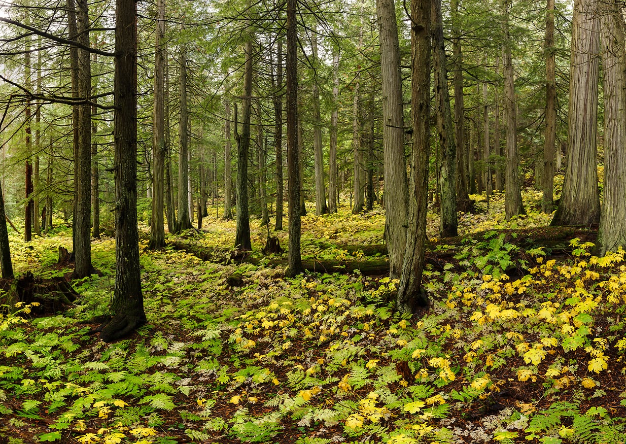 Gigapixel photos of groves of trees - VAST