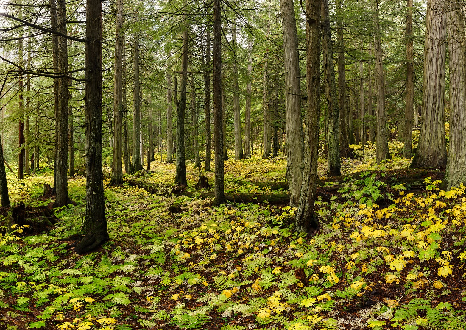 Gigapixel photos of groves of trees - VAST