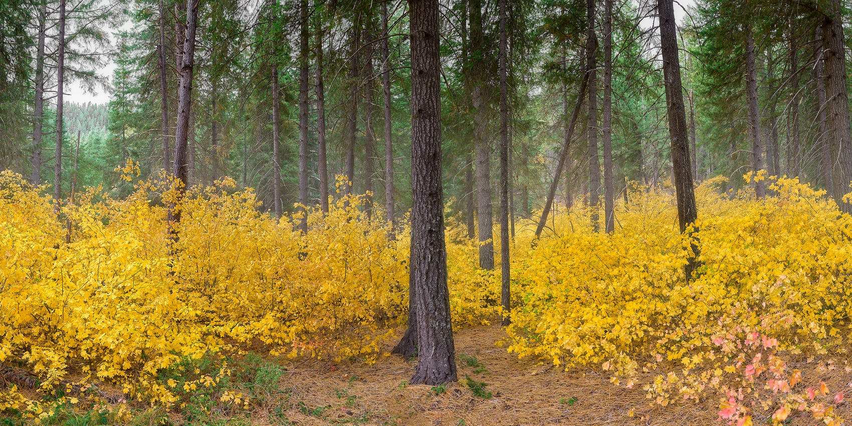 Ultra high resolution forest nature photos - VAST