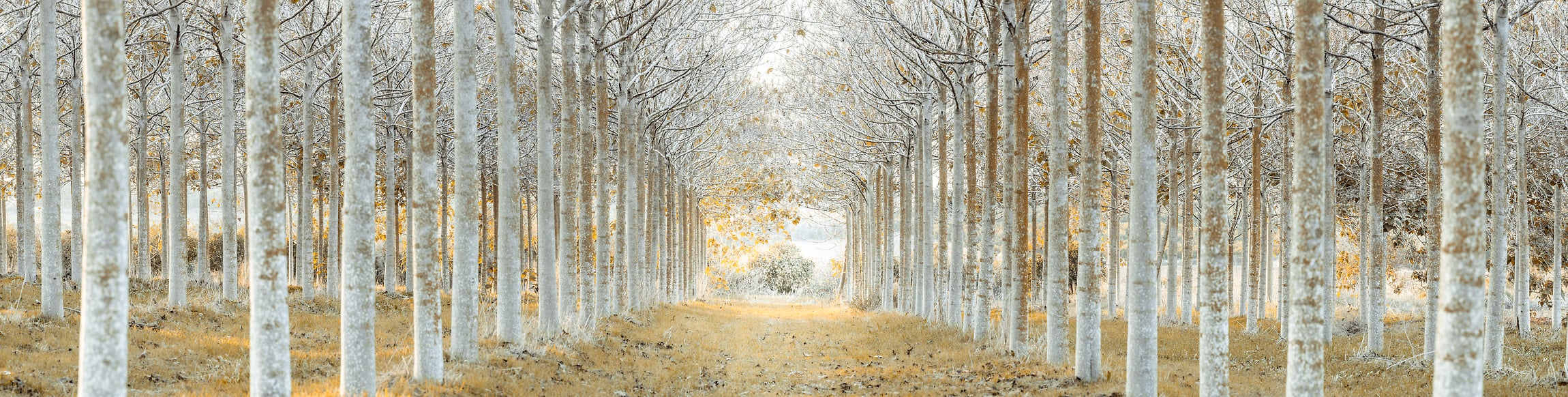 Pathway in aligned trees - VAST