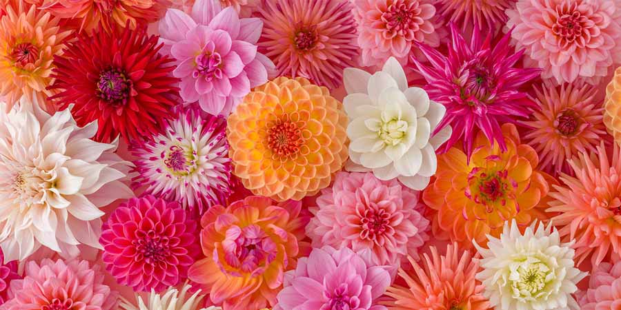 Ultra High Resolution Gigapixel Panorama Photos - VAST